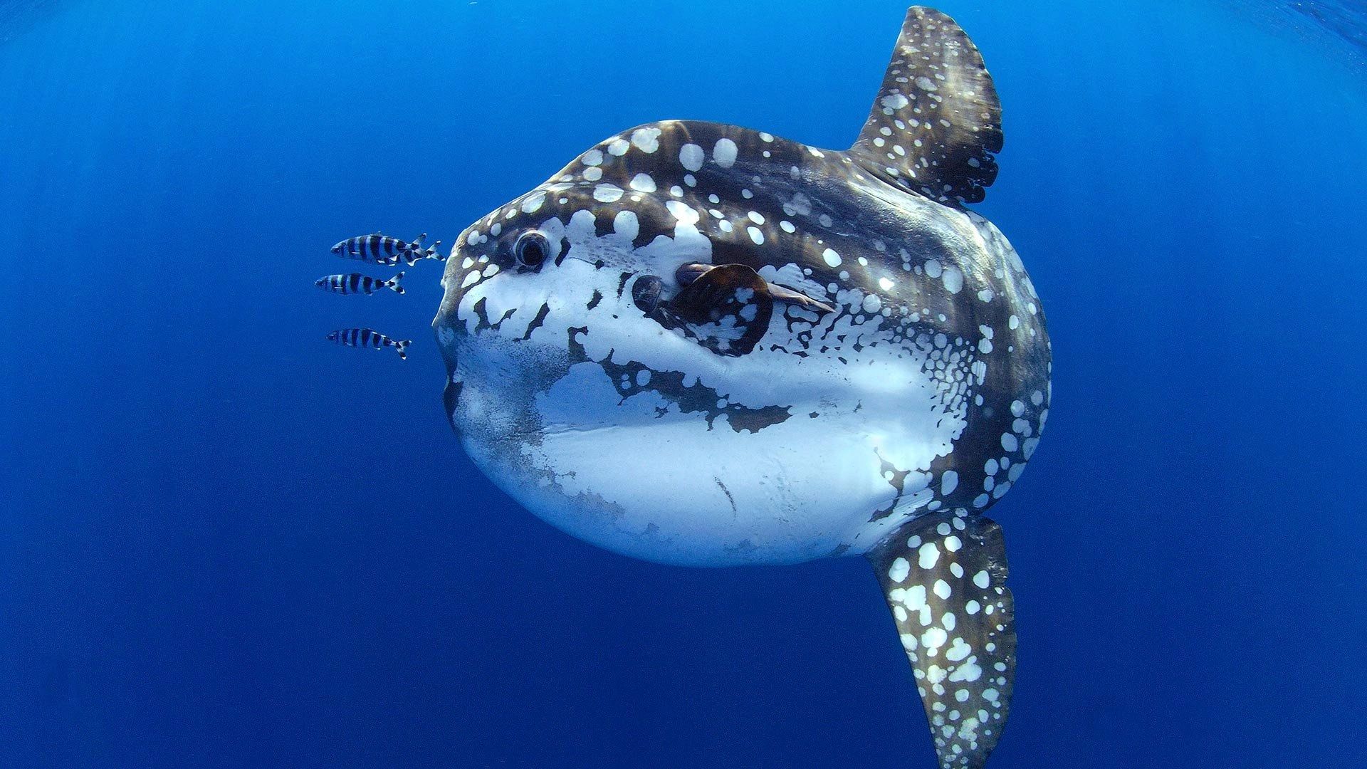 Endangered Species: Ocean Sunfish (Mola Mola)